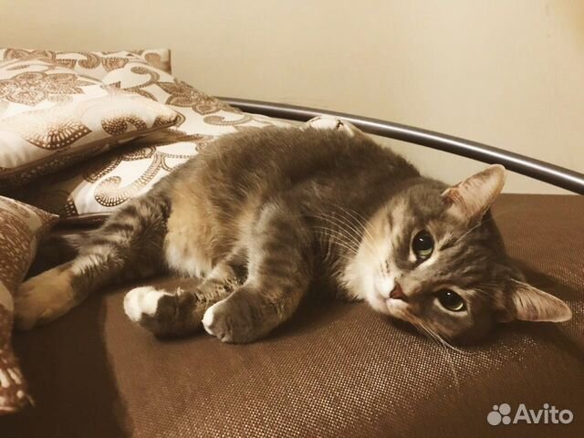 Пушистый непоседа