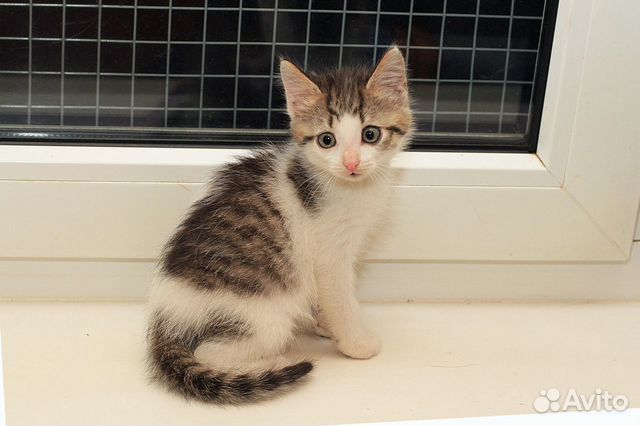 Котенок в добрые руки