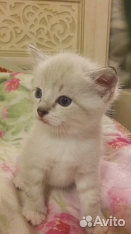 Отдам котят, месяц, кот и кошечка Красавчики