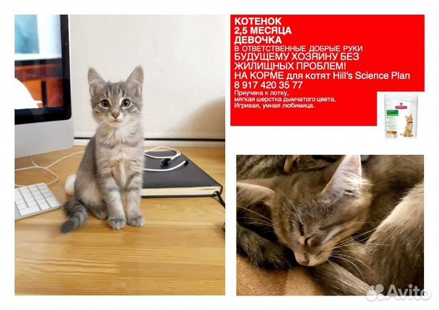 Котенок девочка 2.5 месяца