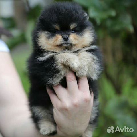 Очаровашки