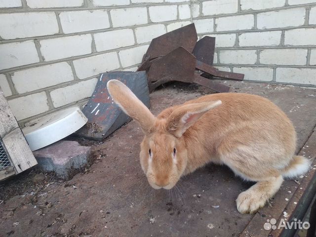 Ризен Голл и Немецкий пестрый Строкач