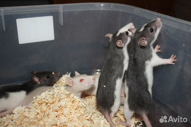 Крысы, крысята
