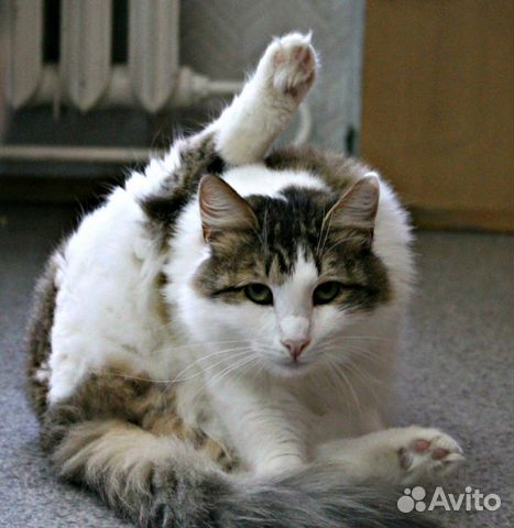 Тишка ищет дом