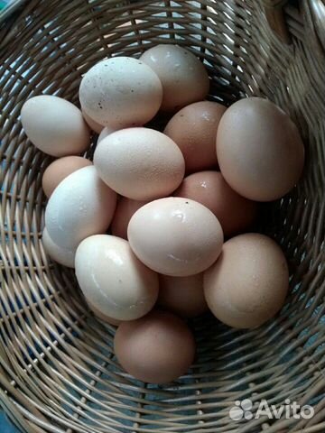 Яйца домашние