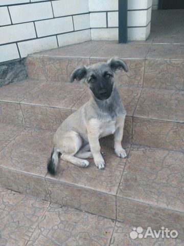 Отдам в добрые руки