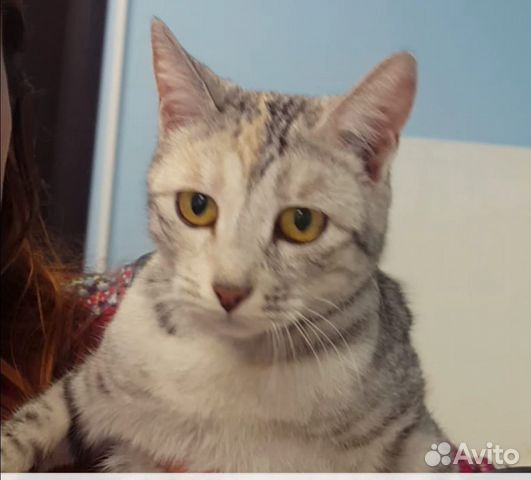 Нежная и трогательная молодая кошечка в добрые рук