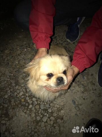 Нашли пекинеса