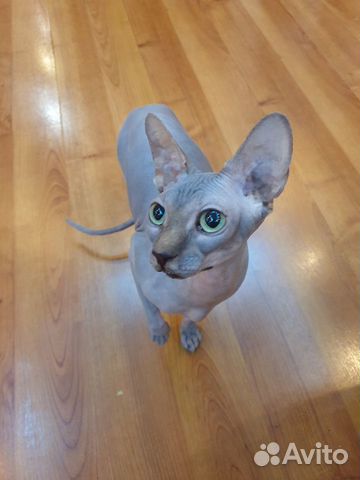 Кошка Сфинкс