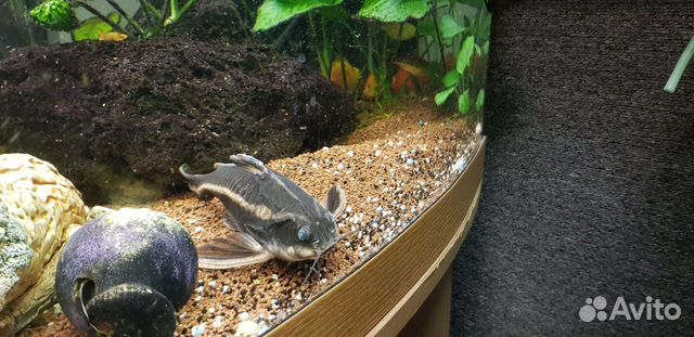 Сом Платидорас