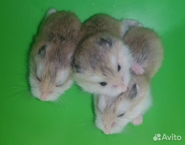 Хомячки Роборовского