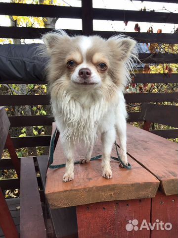 Самец чихуахуа