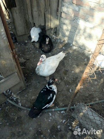 Утки шиптуны (индоутки)