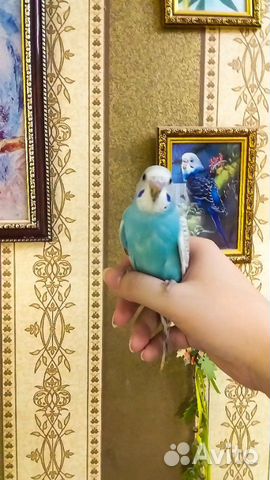 Домашние птенчики