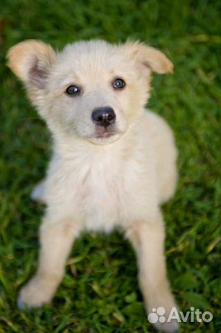 Малыш Фокс ищет дом