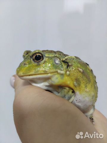 Лягушка водонос (лягушка бык)