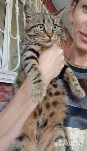 Отдам шикарную кошечку, фенотип бенгальской