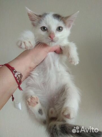 Котенок мальчик в добрые руки