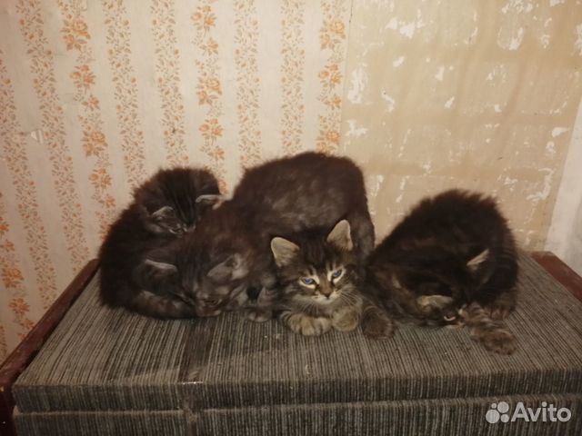 От дам котят в добрые руки
