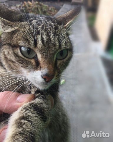 Нежная и добрая Котэ ищет дом и добрых хозяев