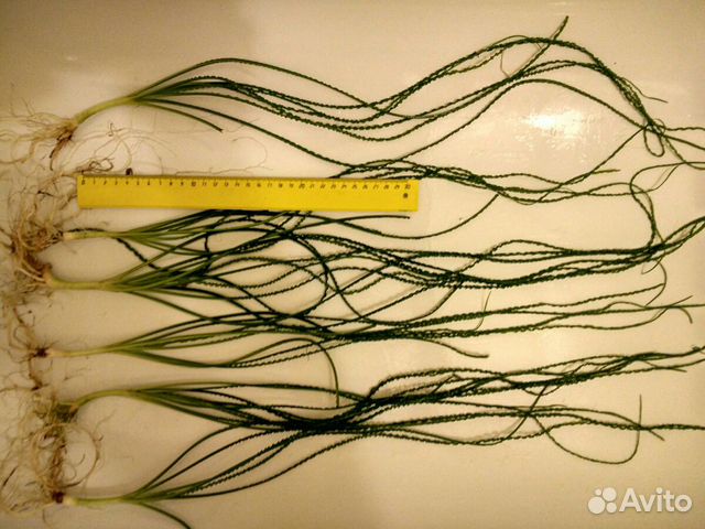 Кринум каламистратум