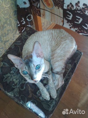 Отдадим даром Корниш рекса