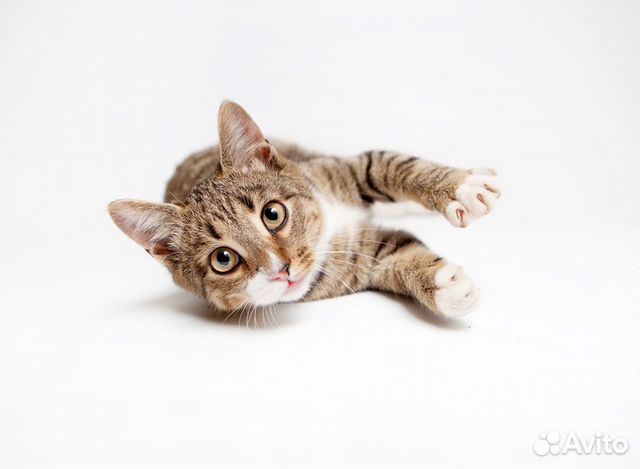 Милый котёнок Вася в дар