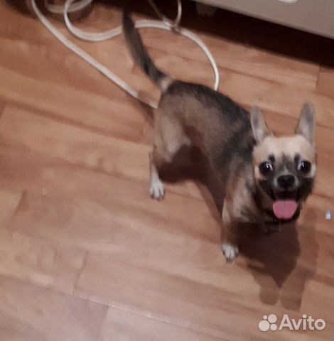 Вязка чихуа