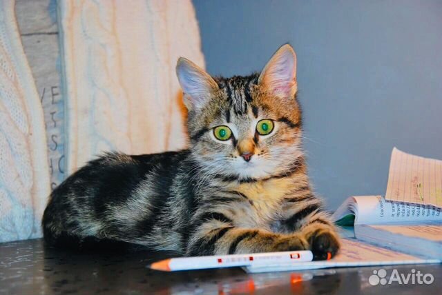 Британский Котенок в Дар