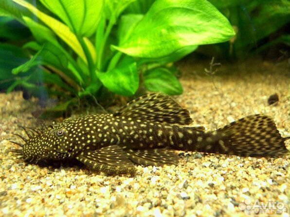 Анциструс сомик крупный