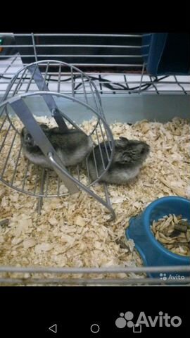 Джунгарский хомяк с клеткой