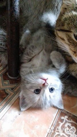 3 котёнка ищут дом