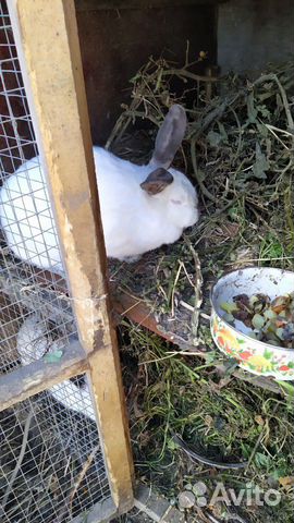 Продам или обменяю на курей крола и крольчиху