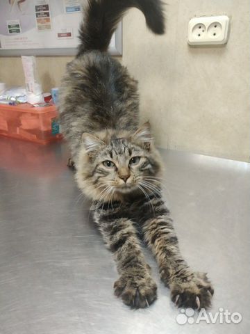 Ласковый котик метис сибирского кота 10 месяцев