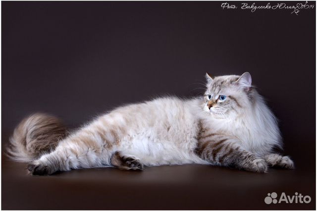 Невский кот на вязку