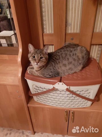 Барсик крупный котик для души 5 мес