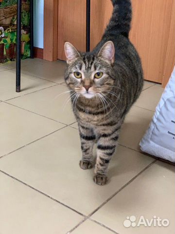 Стерилизованная кошечка в добрые руки