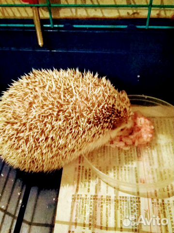 Продам Ёжика