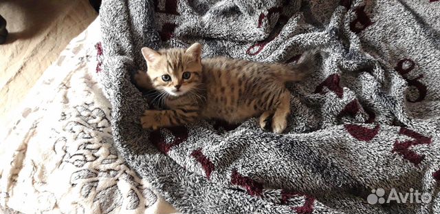 Умный и милый шотландский котёнок