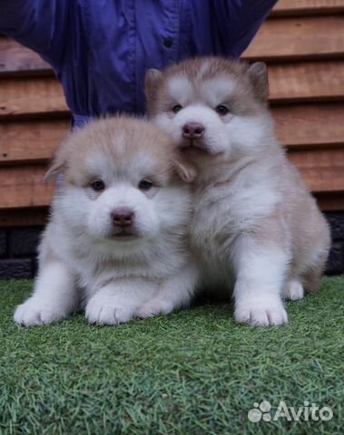 Щенки маламутики