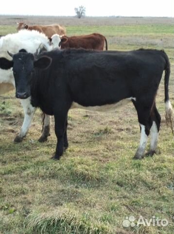 Продается телка