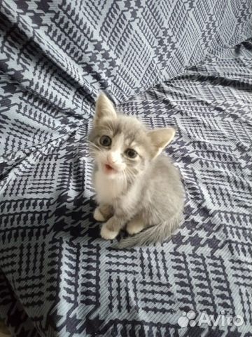 Котенок девочка 2месяца