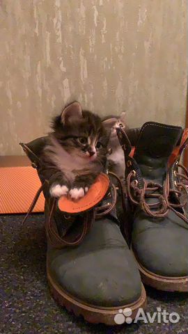 Кошечка, 5 недель, девочка