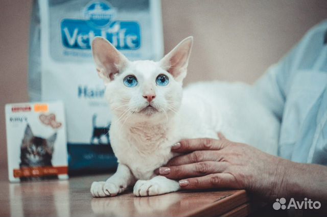 Кот в добрые руки