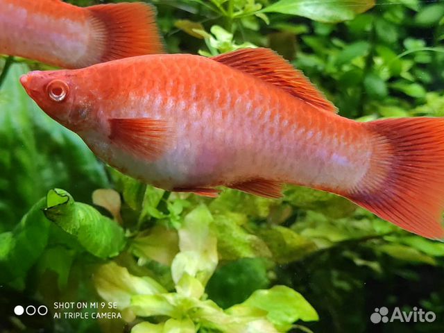 Меченосцы кохану мальборо молодь