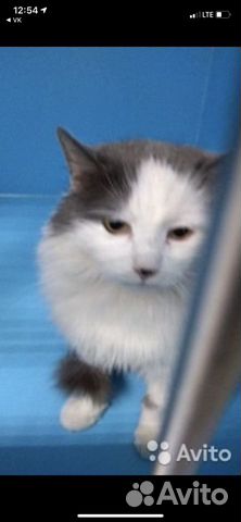 Кошка бывшедомашняя