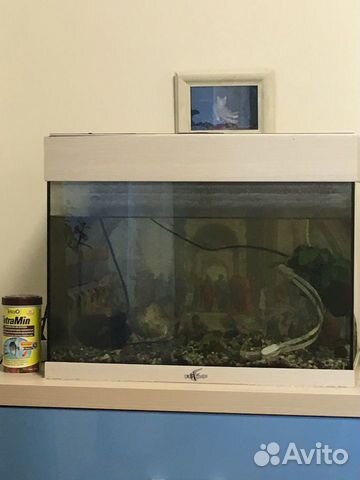 Аквариум бесплатно