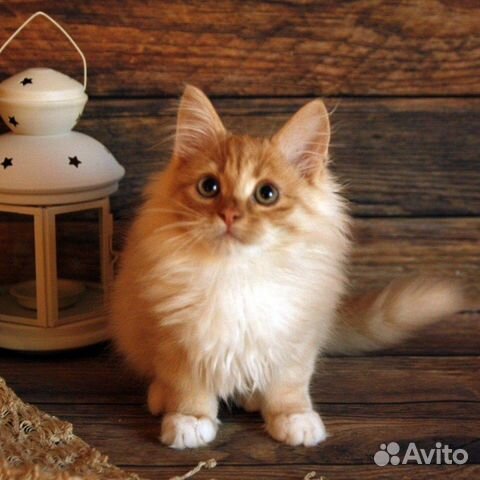 Рыжий сибирский котенок