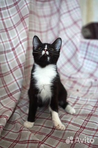 Очень жду хозяина