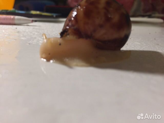 Улитка ахатикники